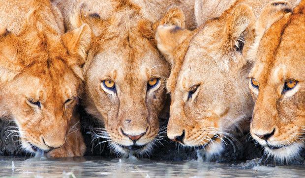 Group captives: strength in numbers | Captive International